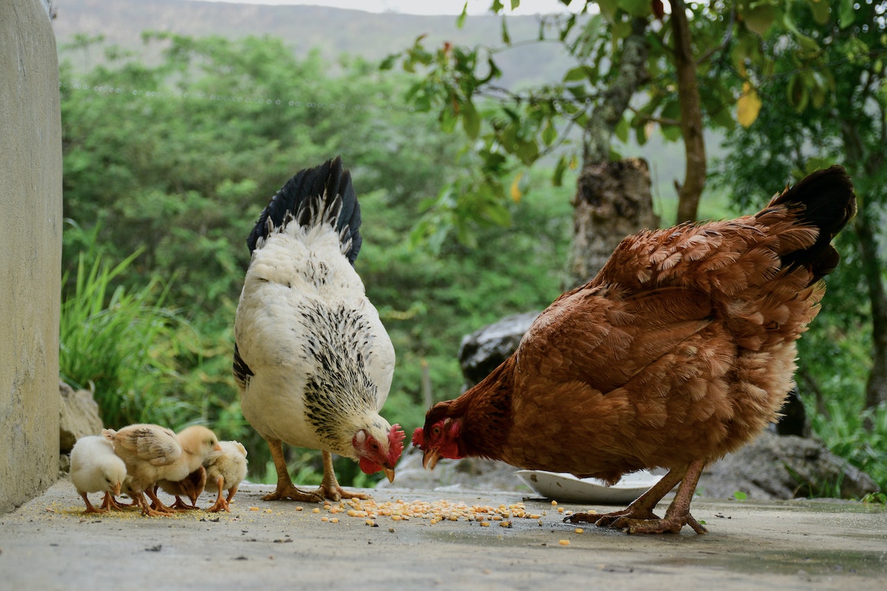 La Alimentación de las Gallinas - Gallinas Ponedoras
