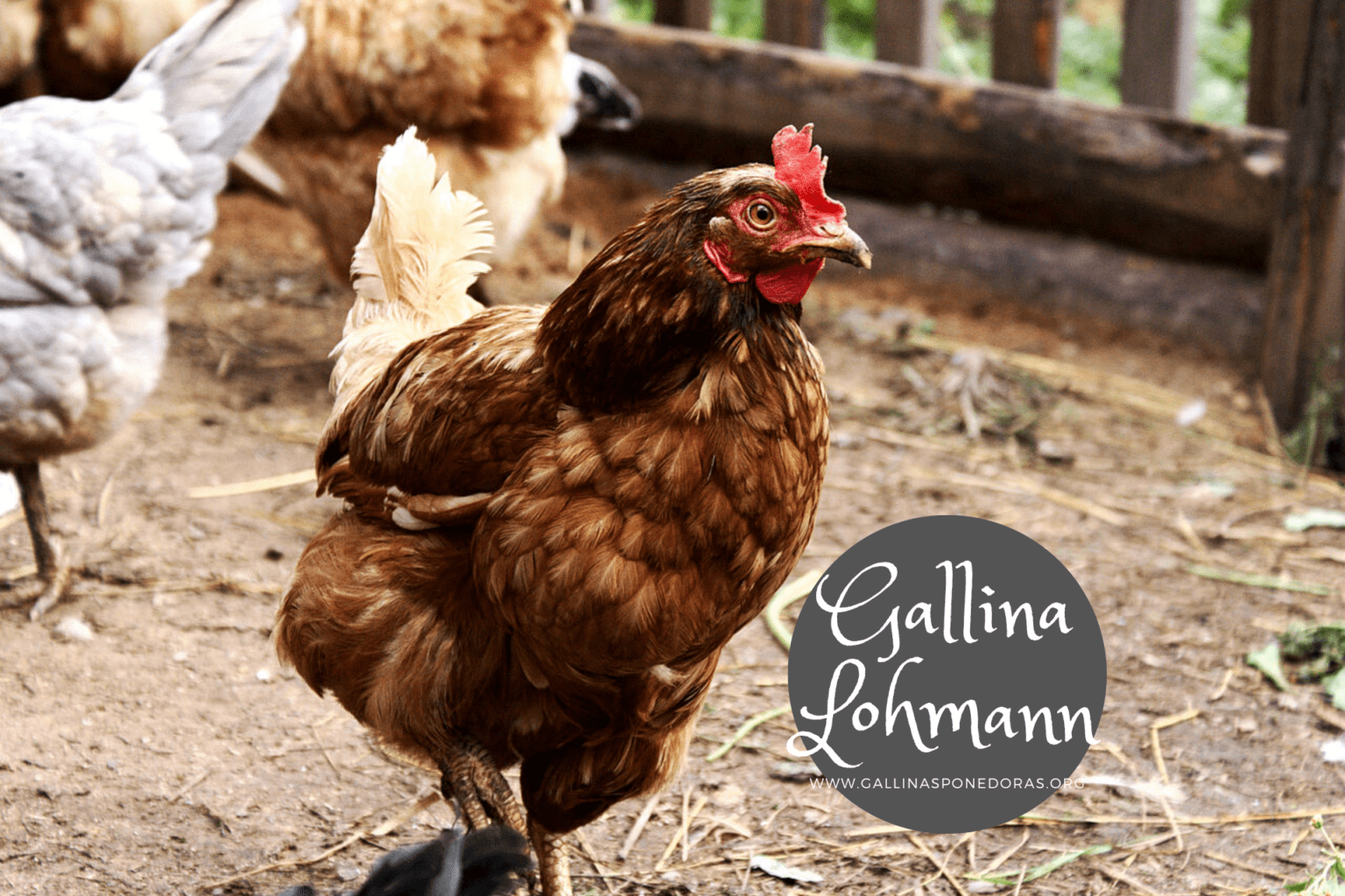 Gallina Plymouth Rock - Una Fantástica Gallina para tener en Casa