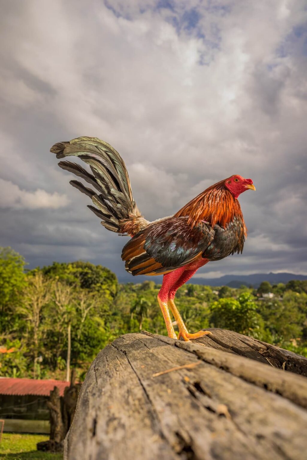 Gallinas Ornamentales - Razas, Clasificación y Estándares
