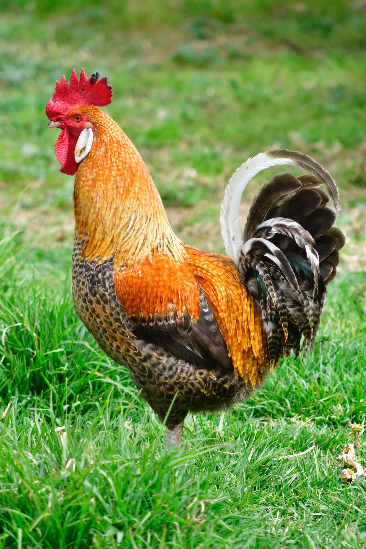 Gallinas Ornamentales - Razas, Clasificación y Estándares