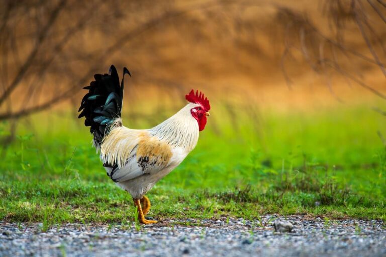 Gallinas Ornamentales - Razas, Clasificación y Estándares