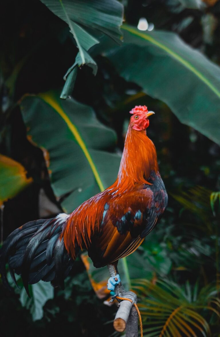 Gallinas Ornamentales - Razas, Clasificación y Estándares
