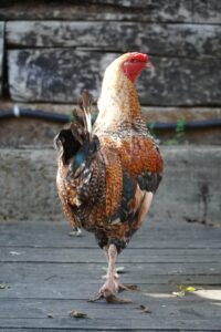 Gallinas Ornamentales - Razas, Clasificación y Estándares