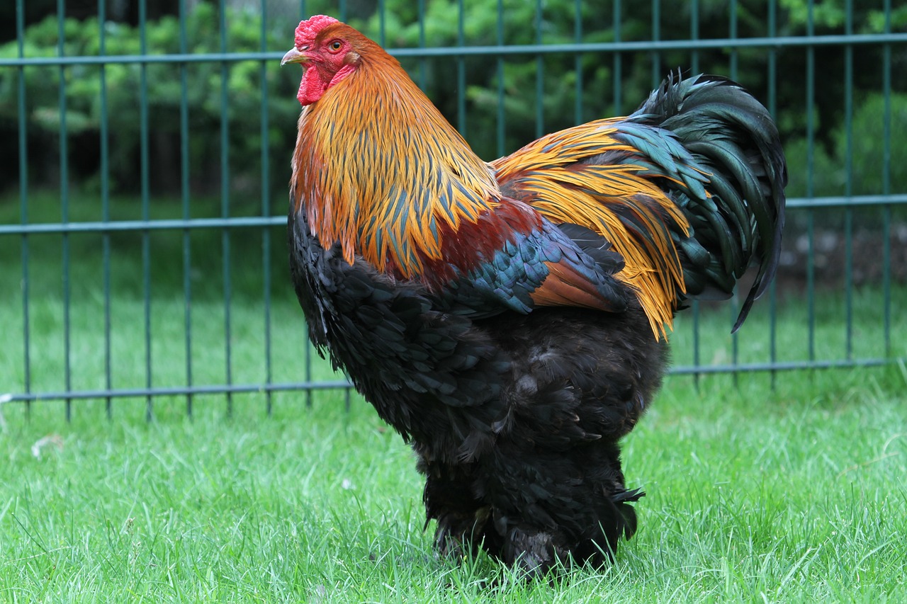 Gallina Brahma